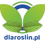 Groch siewny - sklep online